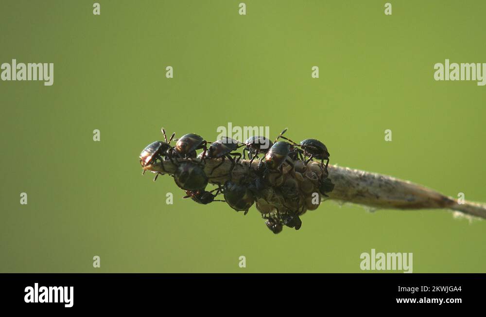Egg mass macro 4k: Second instar Pentatomidae beetle shield bugs in ...