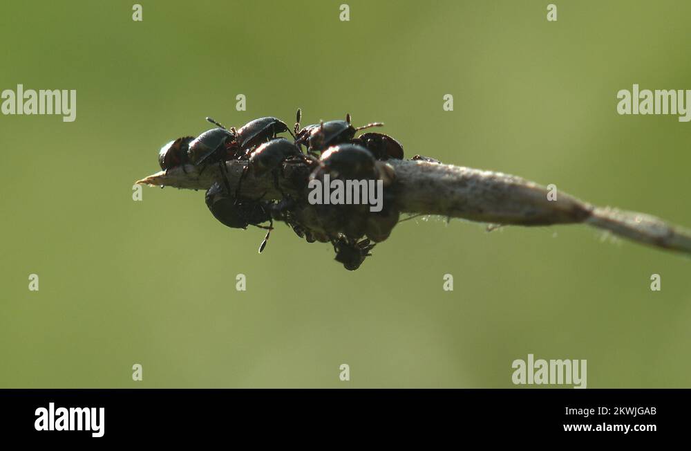 Insect macro 4k: Second instar Pentatomidae beetle shield bugs on green ...