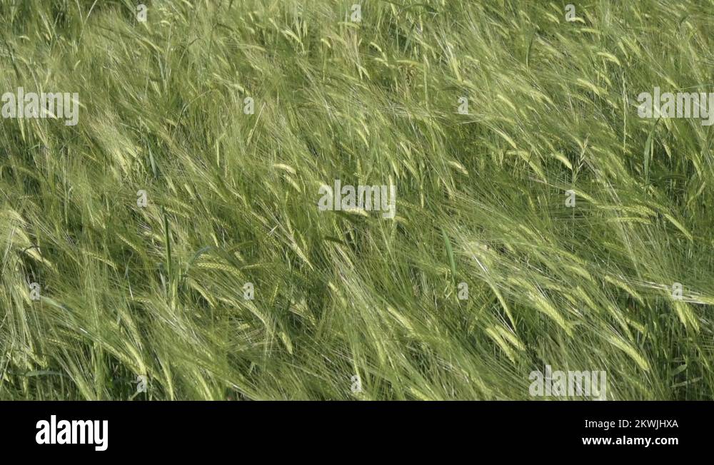 Wheat Field Waves Moved by Summer Wind Pan Nature Background FULL HD ...