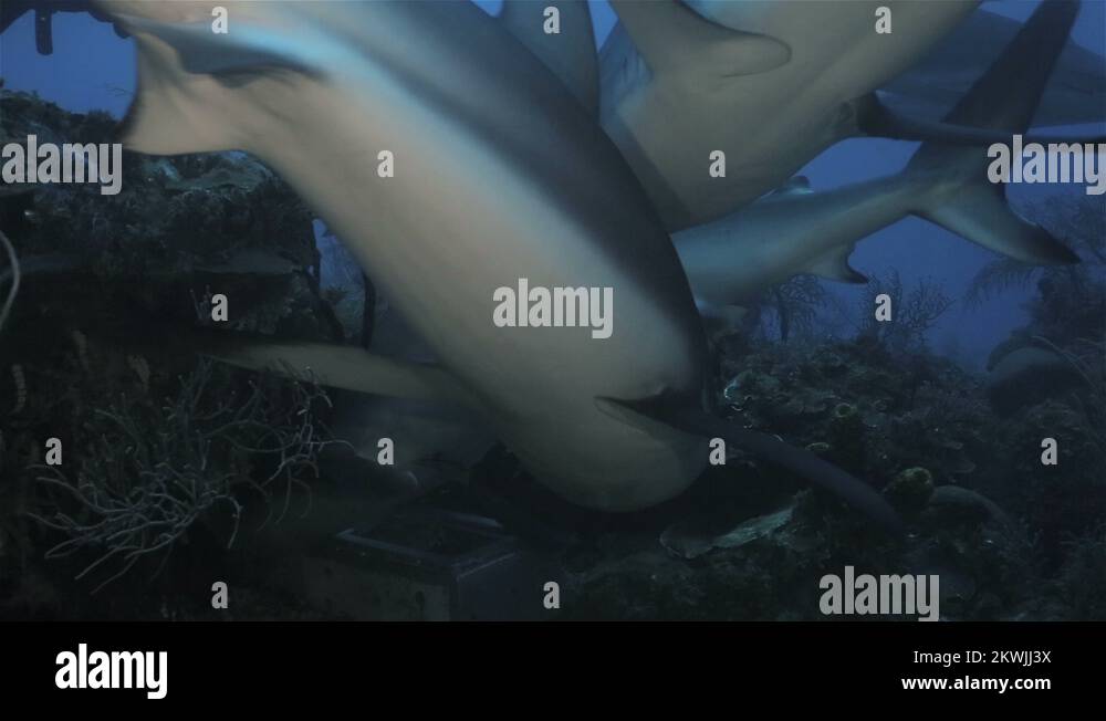A lot of reef sharks feeding at the bottom of Caribbean sea Stock Video ...