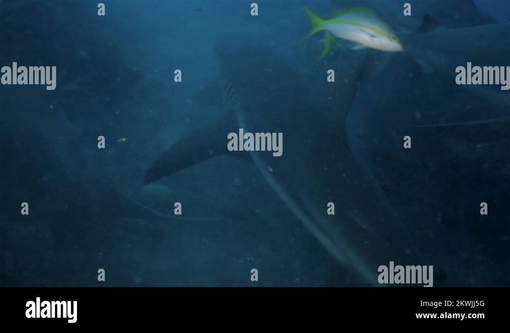 Shark floating Stock Videos & Footage - HD and 4K Video Clips - Alamy