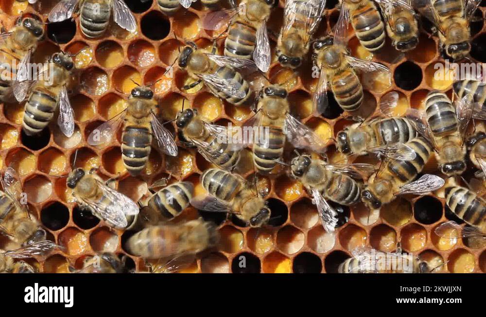 Mite infection Stock Videos & Footage - HD and 4K Video Clips - Alamy