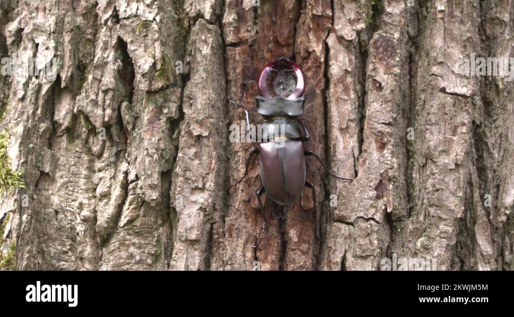 Sap beetles Stock Videos & Footage - HD and 4K Video Clips - Alamy