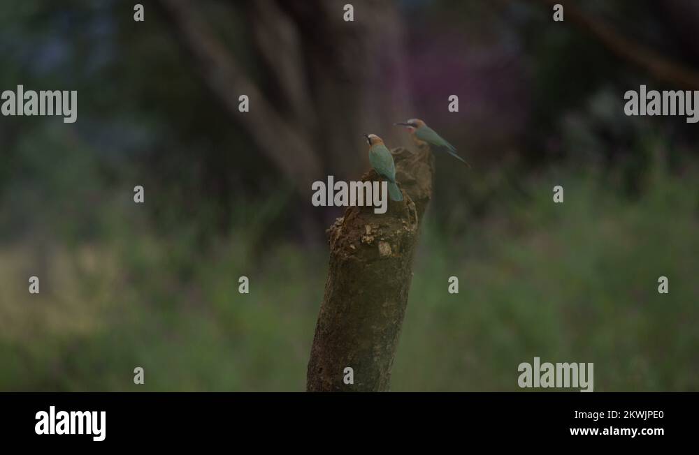 Birds catching insects Stock Videos & Footage - HD and 4K Video Clips ...