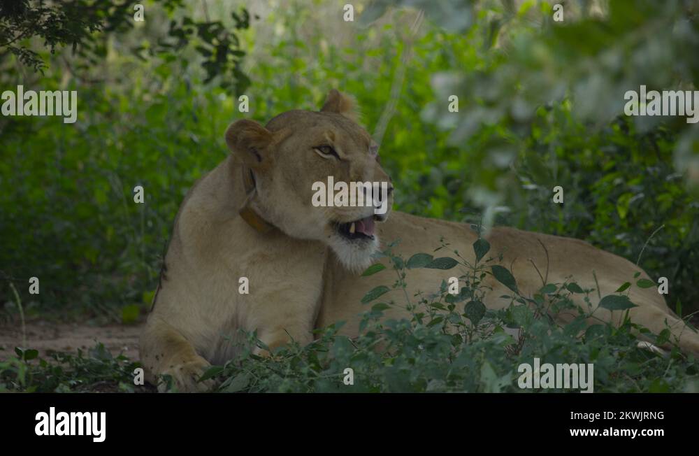 Lioness in habitat Stock Videos & Footage - HD and 4K Video Clips - Alamy