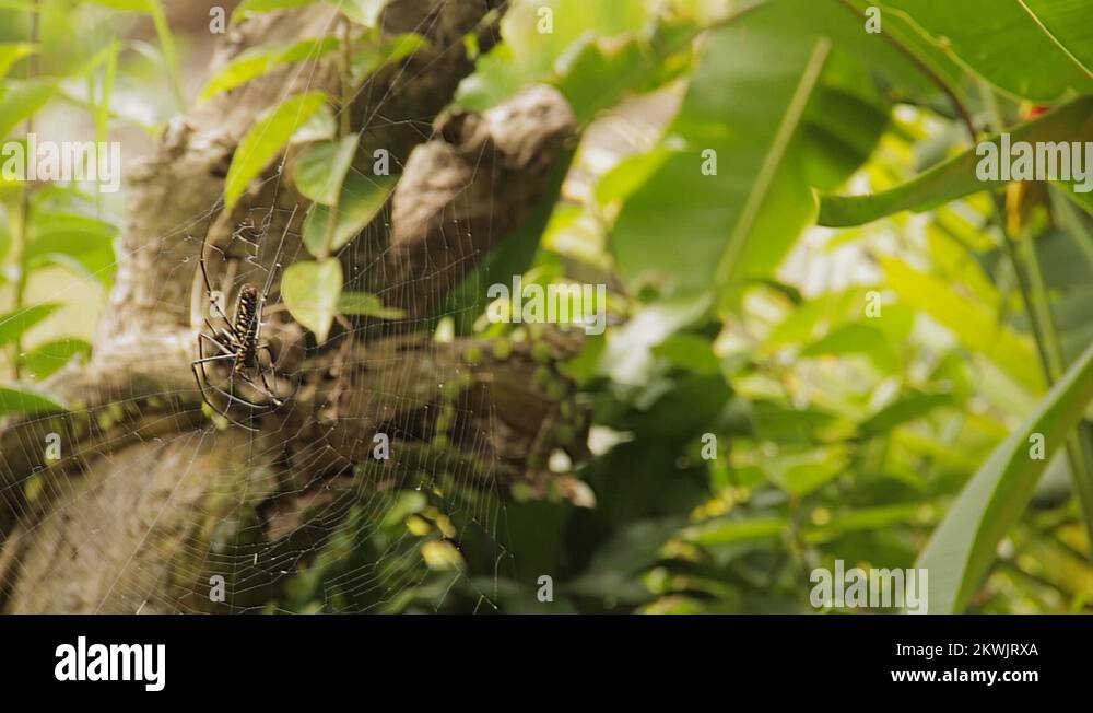 Spider indonesia Stock Videos & Footage - HD and 4K Video Clips - Alamy