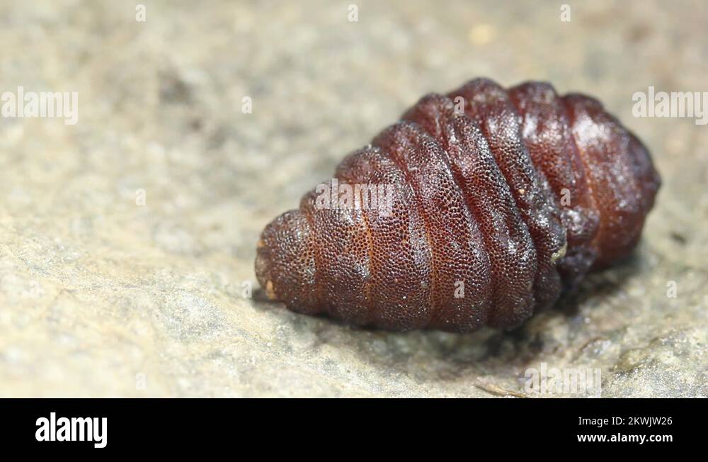 Bot fly larva Stock Videos & Footage - HD and 4K Video Clips - Alamy