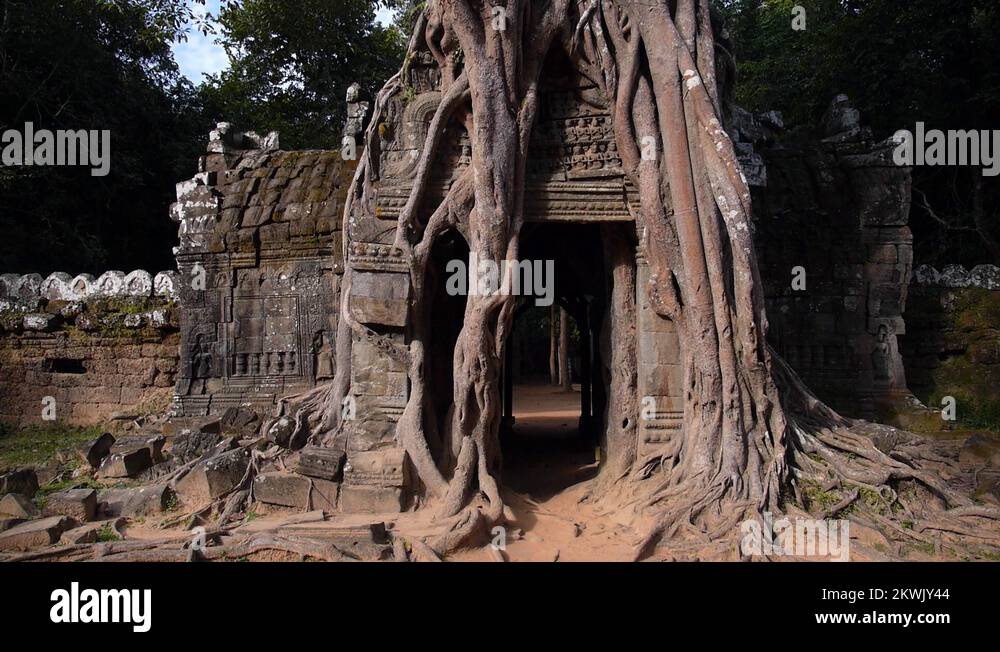 Gigantic banyan tree Stock Videos & Footage - HD and 4K Video Clips - Alamy