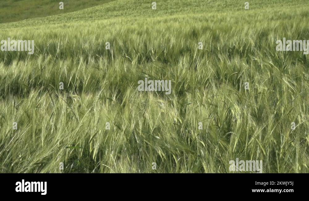 Wheat Field Waves Moved by Summer Wind Pan Nature Background FULL HD ...