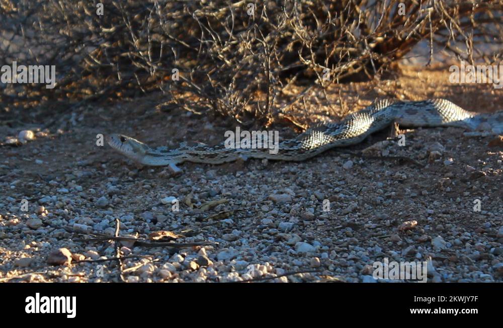 Long snake tongue Stock Videos & Footage - HD and 4K Video Clips - Alamy