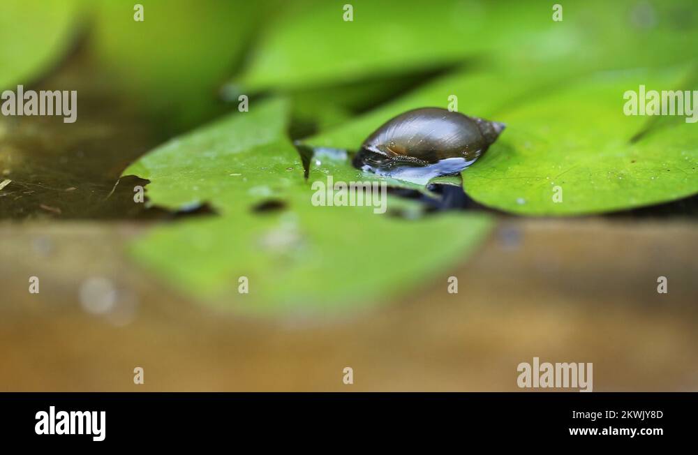 Freshwater shellfish Stock Videos & Footage - HD and 4K Video Clips - Alamy