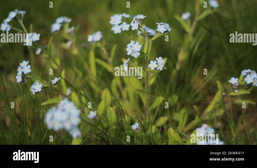 Forget me nots Stock Videos & Footage - HD and 4K Video Clips - Alamy