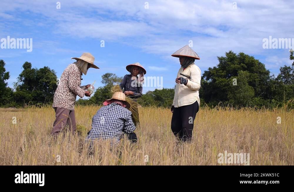 Harvest reaping Stock Videos & Footage - HD and 4K Video Clips - Alamy