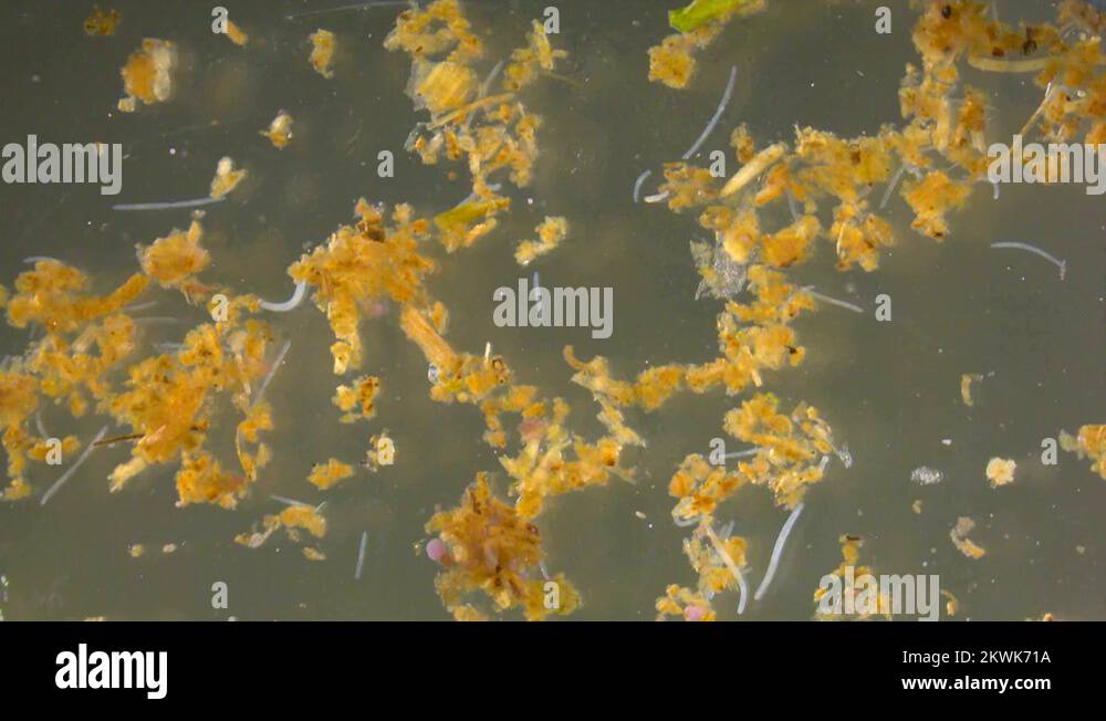 White worms Stock Videos & Footage - HD and 4K Video Clips - Alamy