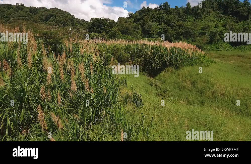 Costa rica large bird Stock Videos & Footage - HD and 4K Video Clips ...