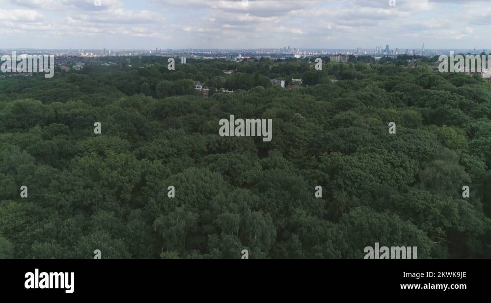 Skyline tree Stock Videos & Footage - HD and 4K Video Clips - Alamy