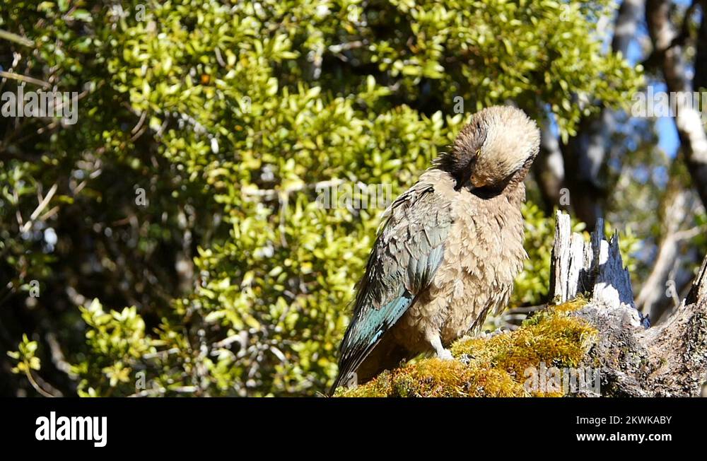 Raptor habitat Stock Videos & Footage - HD and 4K Video Clips - Alamy