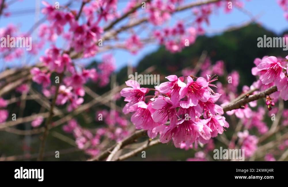 Rosacea tree Stock Videos & Footage - HD and 4K Video Clips - Alamy