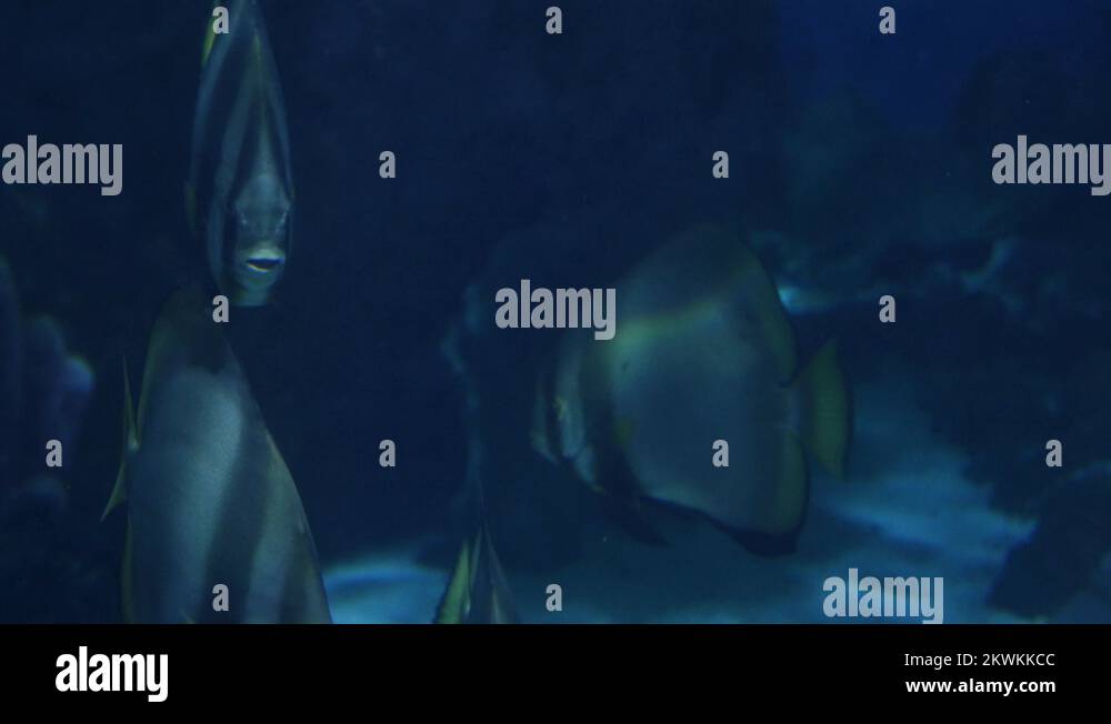 Fish swimming group Stock Videos & Footage - HD and 4K Video Clips - Alamy
