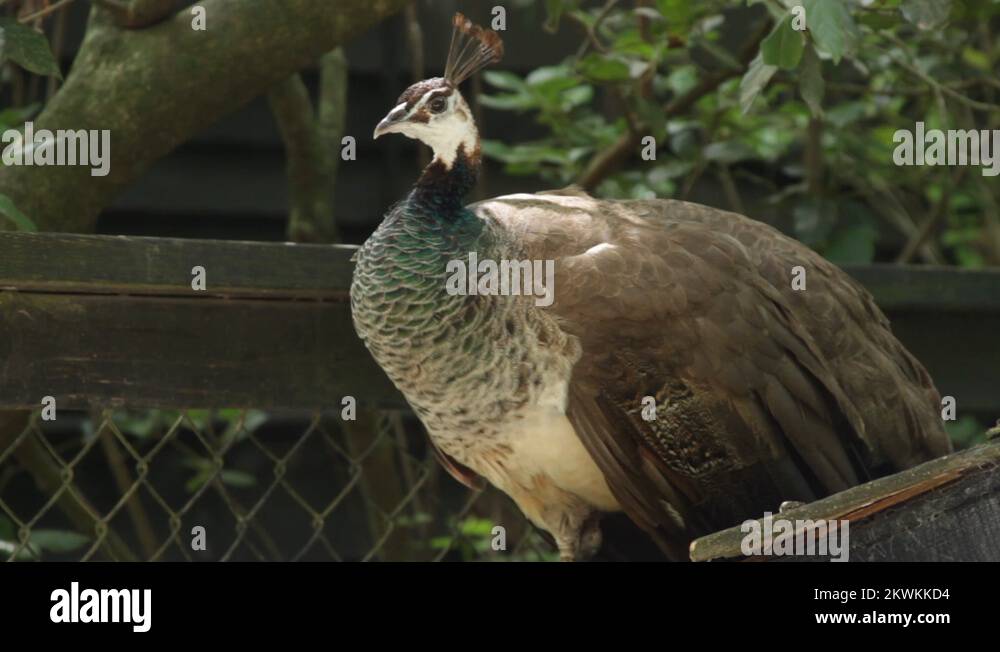 Preening peacock Stock Videos & Footage - HD and 4K Video Clips - Alamy