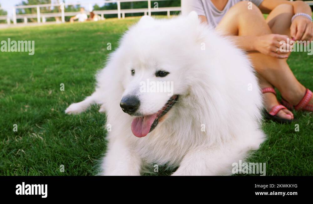 Samoyed funny Stock Videos & Footage - HD and 4K Video Clips - Alamy