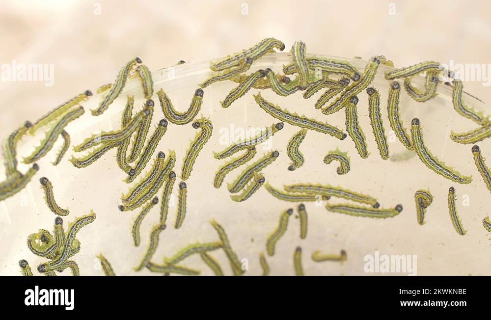 Scary caterpillar Stock Videos & Footage - HD and 4K Video Clips - Alamy