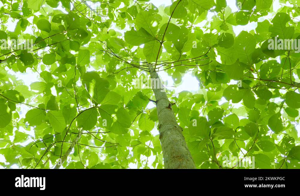 Growing teak plant Stock Videos & Footage - HD and 4K Video Clips - Alamy