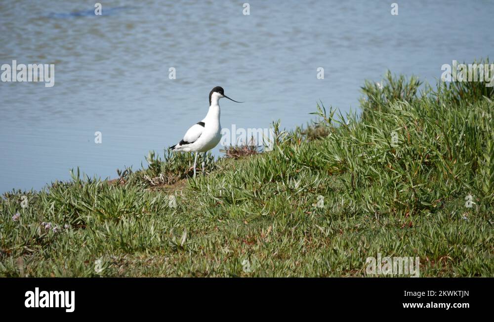 Curved lake edge Stock Videos & Footage - HD and 4K Video Clips - Alamy