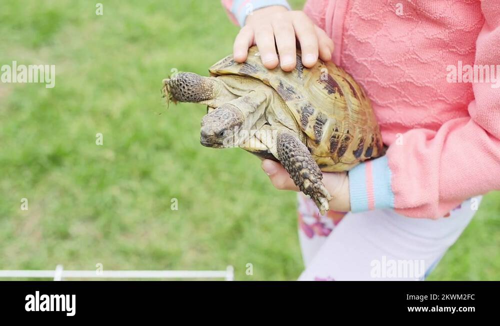 Girl and a turtle Stock Videos & Footage - HD and 4K Video Clips - Alamy