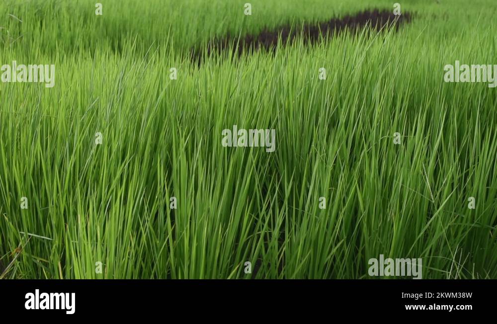 Field movement Stock Videos & Footage - HD and 4K Video Clips - Alamy
