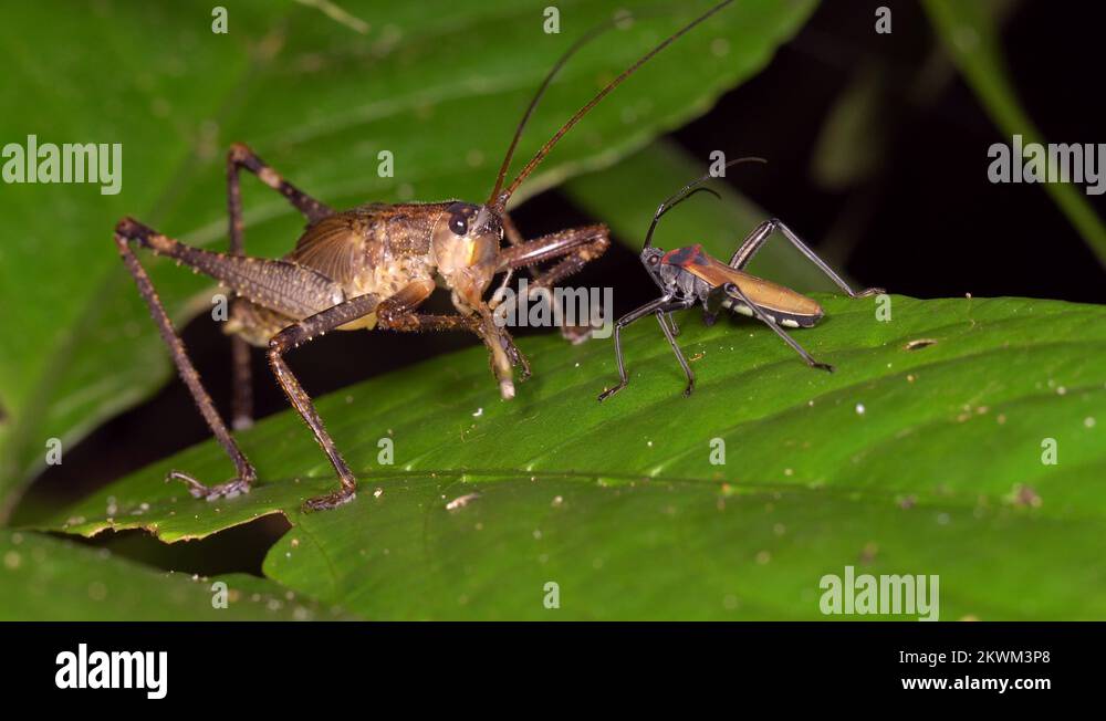 Neotropical assassin bug Stock Videos & Footage - HD and 4K Video Clips ...