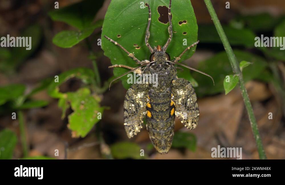 A large hawk moth (Sphingidae Stock Video Footage - Alamy
