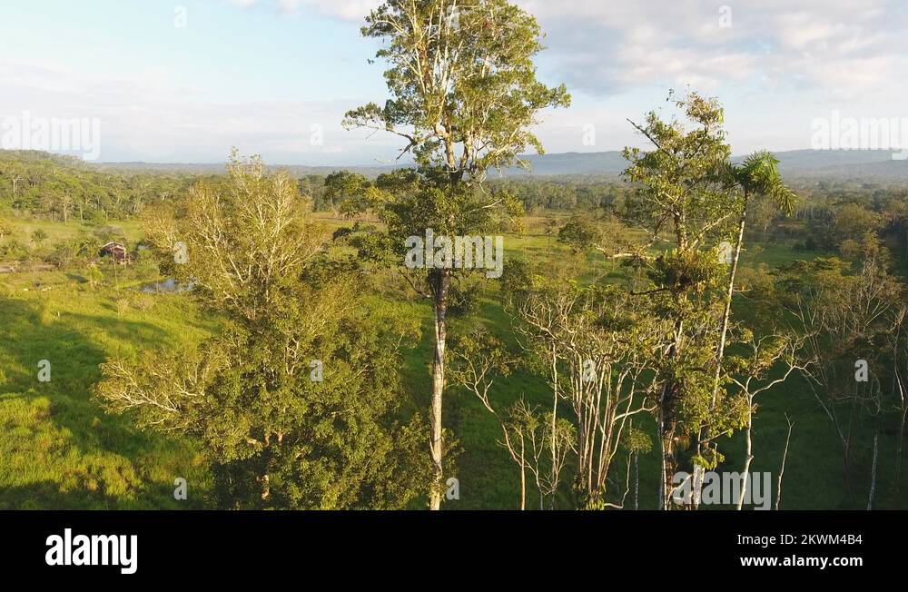 Rising up over a cattle farm cut out of the Amazon rainforest in ...
