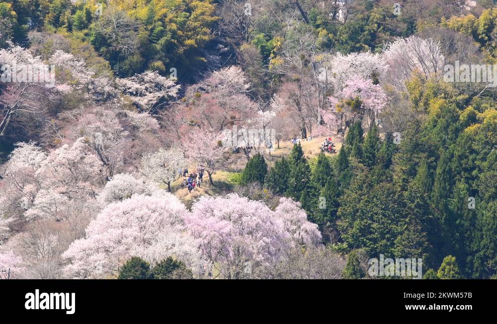 Hanami japan yoshino Stock Videos & Footage - HD and 4K Video Clips - Alamy