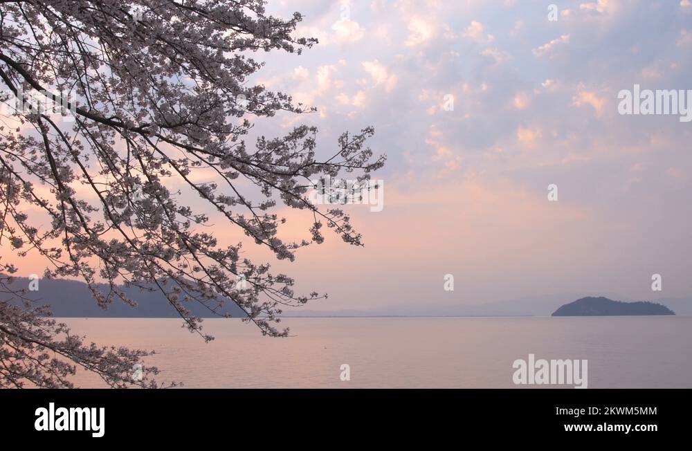 Cherry Blossoms In Full Bloom At Sunrise At Lake Biwa Shiga Prefecture