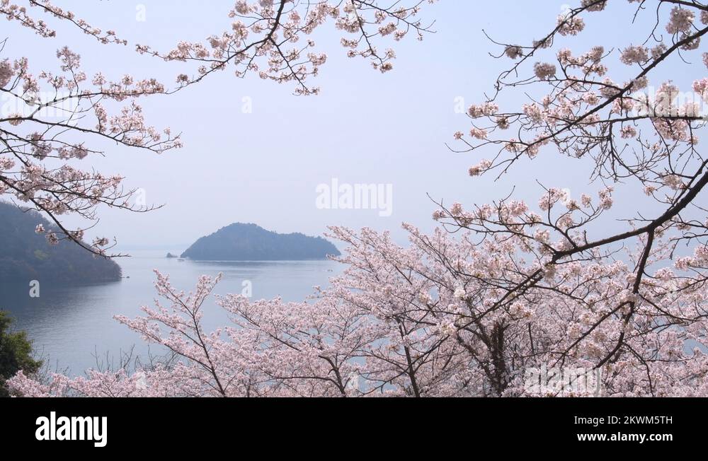Cherry blossoms in full bloom at lake Biwa, Shiga Prefecture, Japan ...
