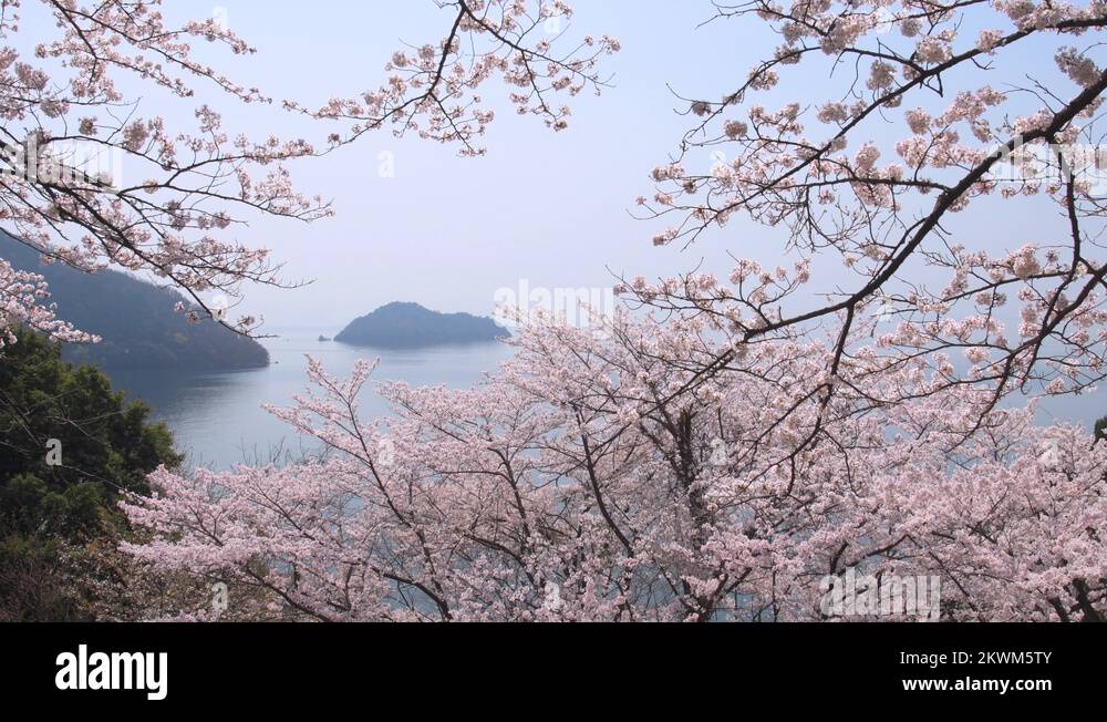 Cherry blossoms in full bloom at lake Biwa, Shiga Prefecture, Japan ...