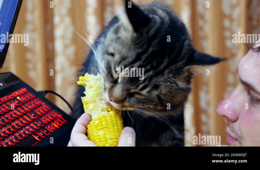 The owner feeds Maine Coon cat of boiled corn. 3840x2160 Stock Video ...
