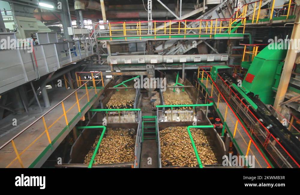 Sugar beet plant Stock Videos & Footage - HD and 4K Video Clips - Alamy