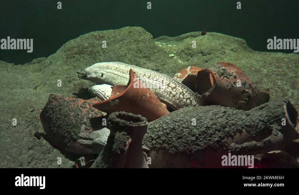 Eel snake eel fish Stock Videos & Footage - HD and 4K Video Clips - Alamy