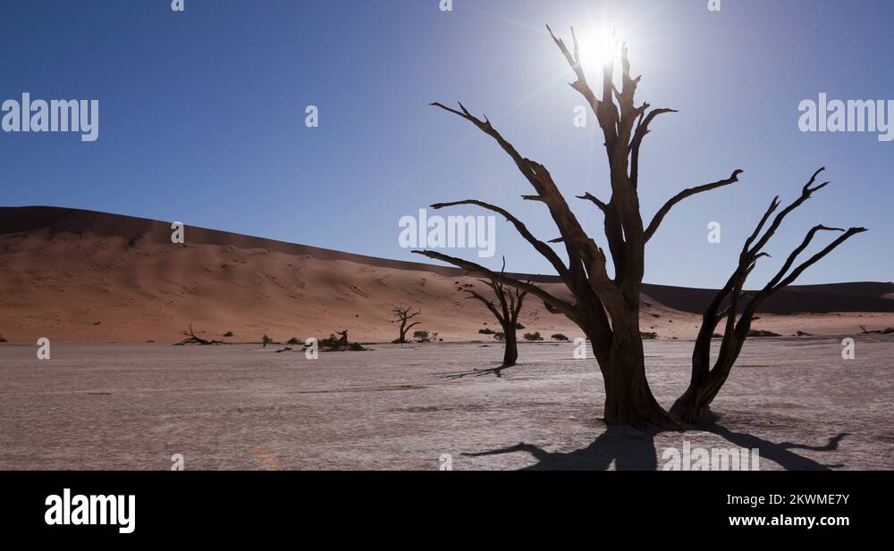 Panning shot of tree shadow and sun setting behind a dead tree in the ...