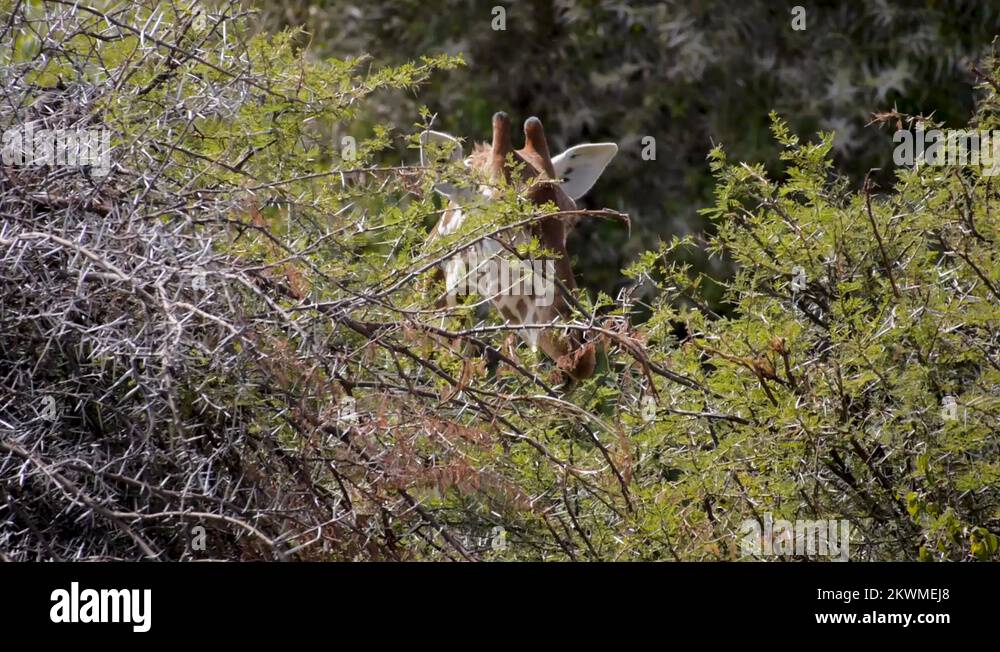 Reticulated leaf Stock Videos & Footage - HD and 4K Video Clips - Alamy