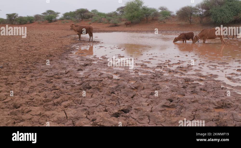 Climate change, drought. Cow drinking dirty water drought stricken area ...