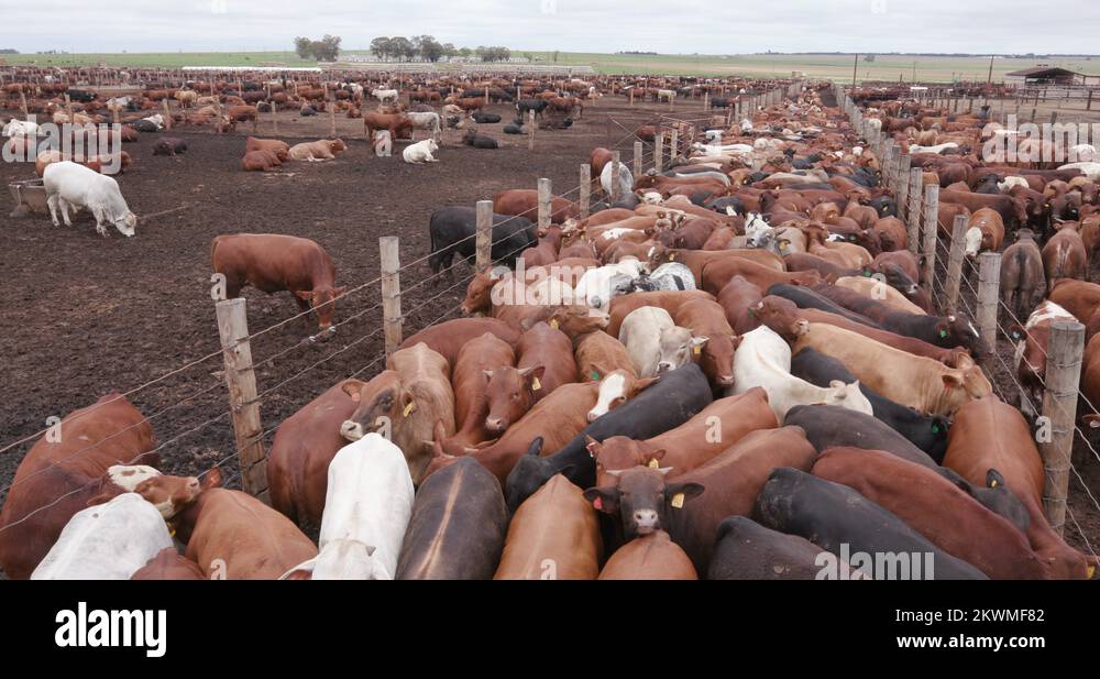 Hormones in beef Stock Videos & Footage - HD and 4K Video Clips - Alamy