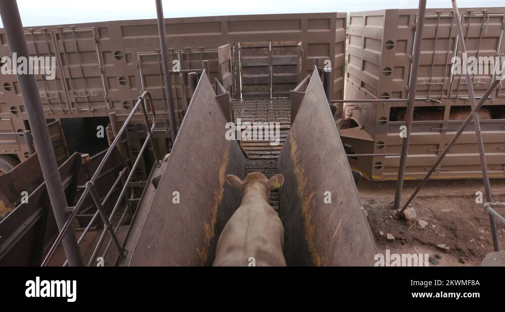 Beef cattle transport Stock Videos & Footage - HD and 4K Video Clips ...