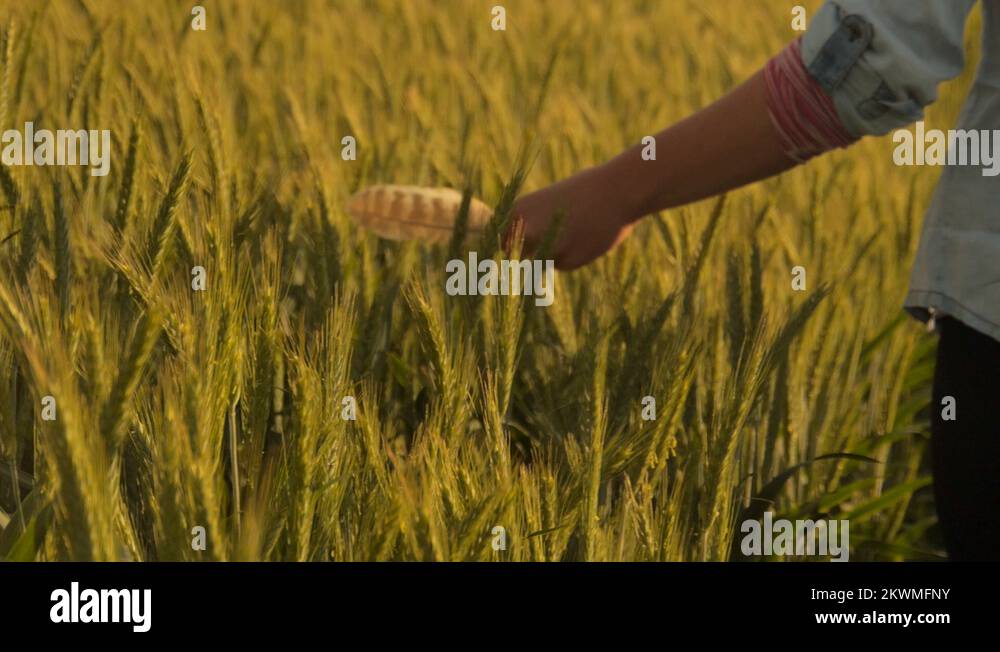 Barley bird Stock Videos & Footage - HD and 4K Video Clips - Alamy