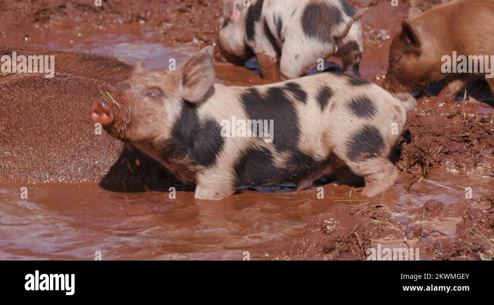 Young free range pigs wallowing in the mud Stock Video Footage - Alamy
