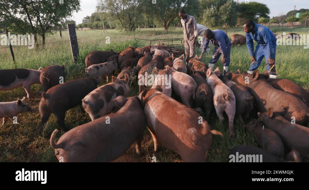 Counting wildlife Stock Videos & Footage - HD and 4K Video Clips - Alamy
