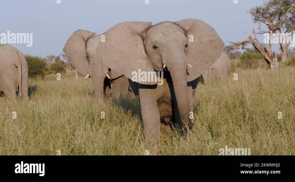 Elephant flapping its ears Stock Videos & Footage - HD and 4K Video ...