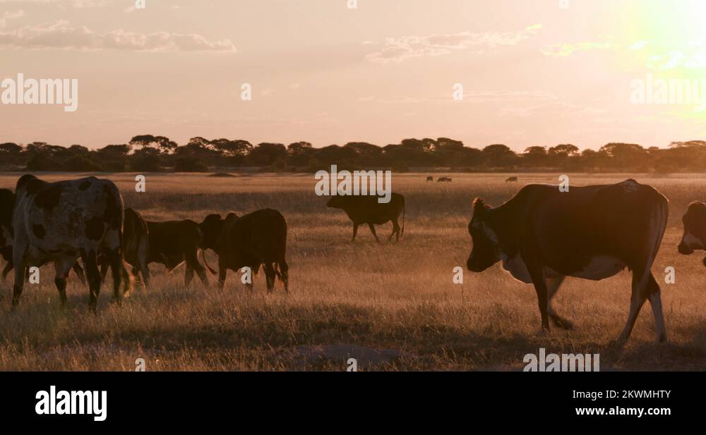 Botswana cattle Stock Videos & Footage - HD and 4K Video Clips - Alamy